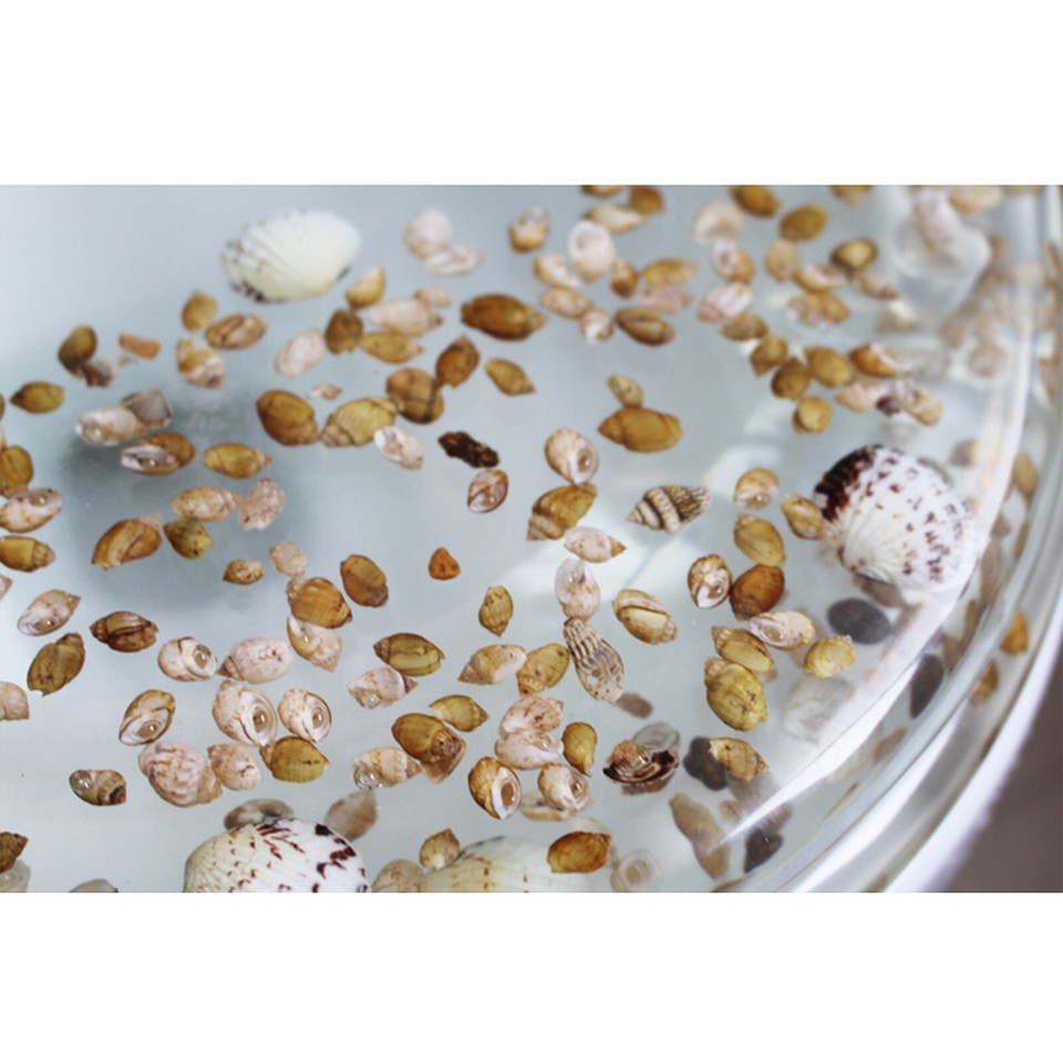 U/V type Clear Toilet Seat Sea Shell Resin Close Toilet Hinges Bathroom ...