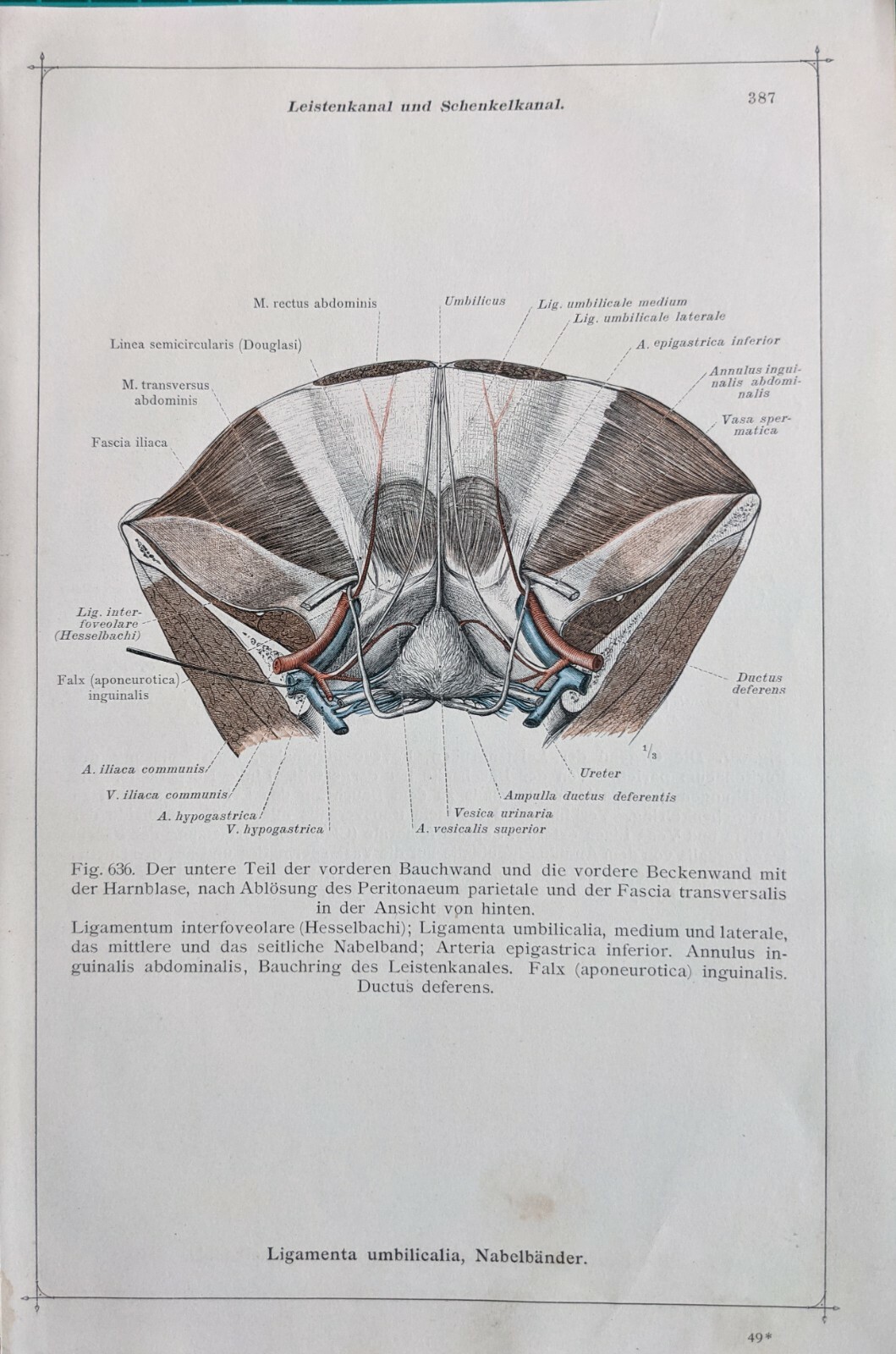 1911 GERMAN ANATOMY PRINT FEMALE ANATOMY URETER VEINS MUSCLES BLADDER ...