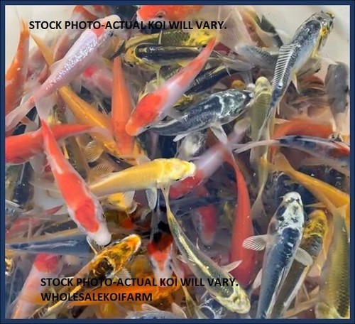 Wholesalekoifarm Standard Grade Assorted Koi Fish (2"-3" in size) | eBay