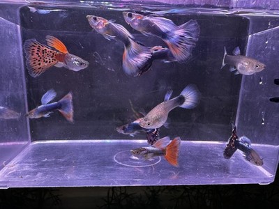Assorted Guppies {Fry Packs 10+2} Cull Packs-Great for Beginners ...