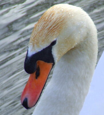 Photo 6x4 Swan, Barry Mill With water beading from recent feeding ...