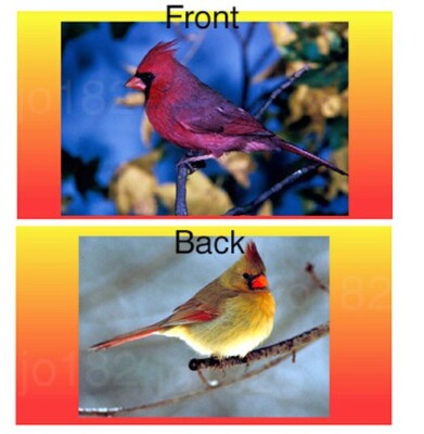 Cardinal Cardinals Bird Birds Vinyl Checkbook Cover with Matching ...