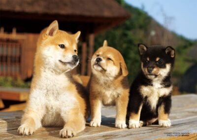 88 Piece Jig Saw Puzzle Pamachi Large Piece (18.2x25.7cm) | eBay