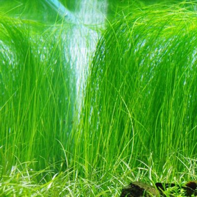 Hair Grass (eleocharis acicularis), LIVE Water Plants for aquarium fish ...