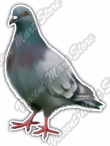 Blue Rock Gray Dove Pigeon Bird Car Bumper Window Vinyl Sticker Decal 4 ...