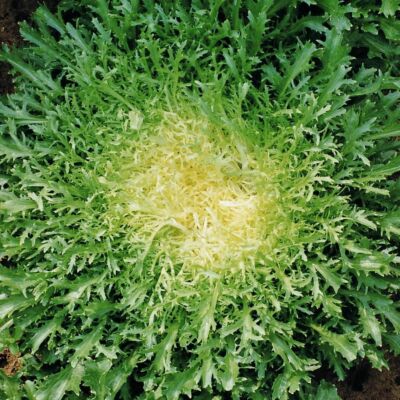 Green Curled Ruffec Endive Seeds | Curly Frisee Lettuce Escarole ...