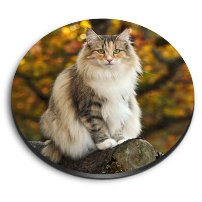 1x Round Fridge MDF Magnet Norwegian Forest Cat Forest Animal #51579 | eBay