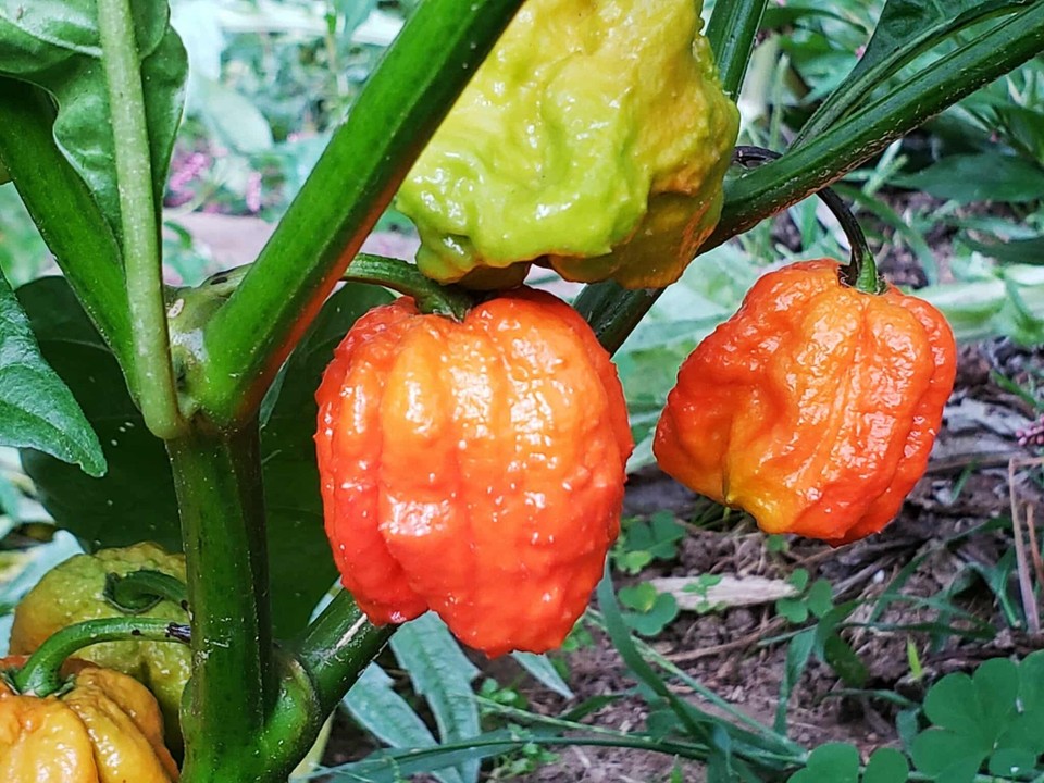 Heirloom Pepper Seeds - Many Unusual Varieties - One Shipping Charge | eBay