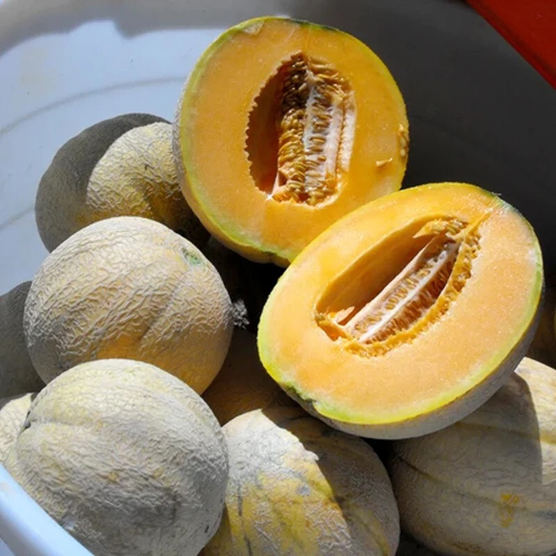 Delicious 51 Melon (Cucumis melo) Vegetable Seeds, Super Sweet, Juicy ...