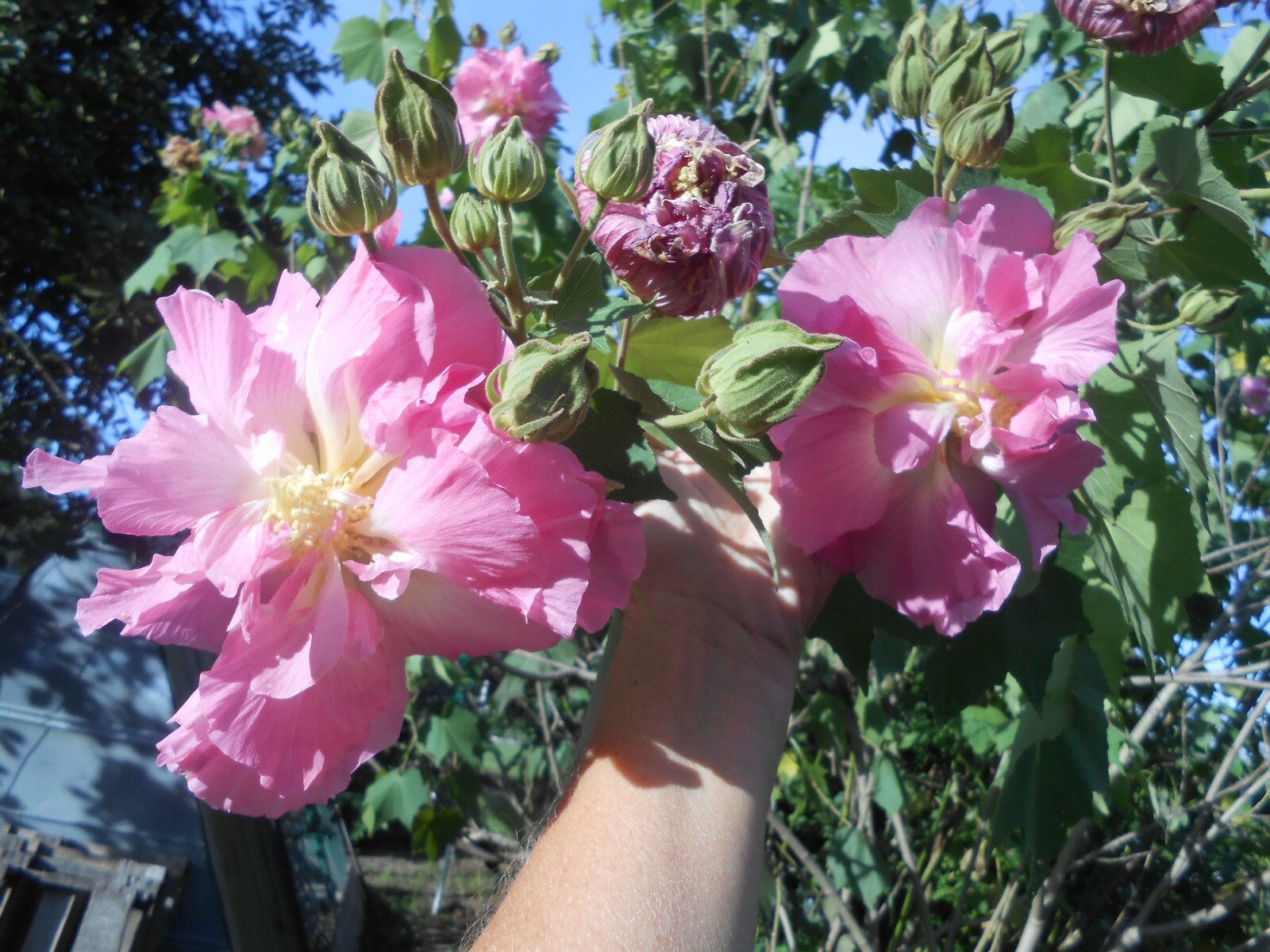 One Dozen Seeds: Southern Confederate Rose Hibiscus Mutabilis Dixie ...