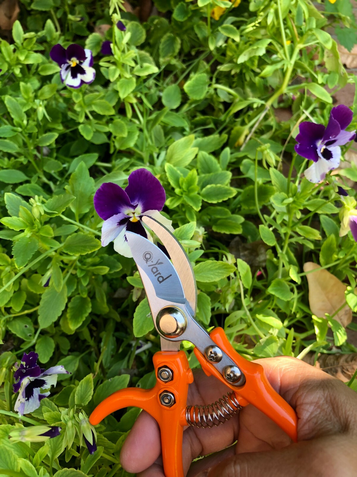 2 - pack Q-YARD Pruning Shear, Mini-Trimmer Extra Sharp Garden Hand ...