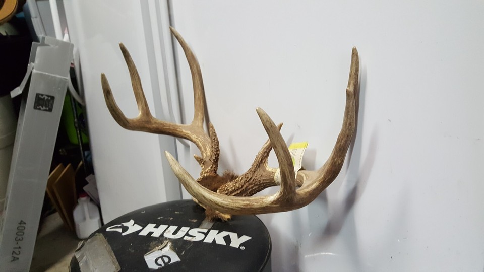 21" wide 144" nice 5x5 WHITETAIL DEER RACK Antlers mule mount taxidermy ...