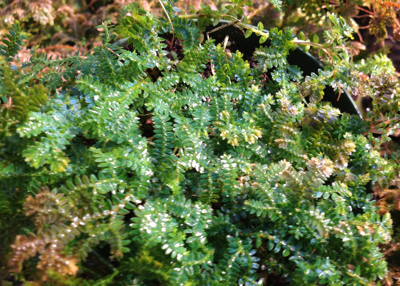 PEACOCK Rainbow Spikemoss Fern Plant Selaginella Unusual Iridescent ...