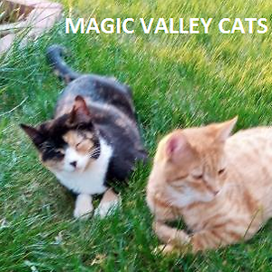 Magic Valley Cats | eBay Stores