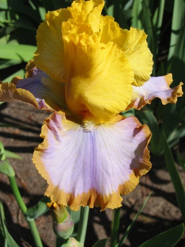 ** CALMING INFLUENCE ** - TALL BEARDED IRIS - RUFFLED | eBay Australia