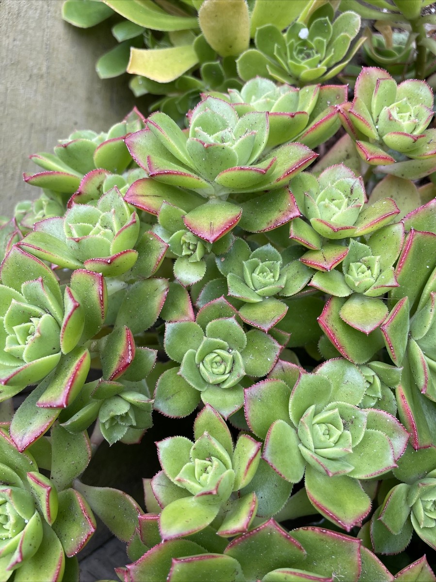 Aeonium Haworthii Pinwheel