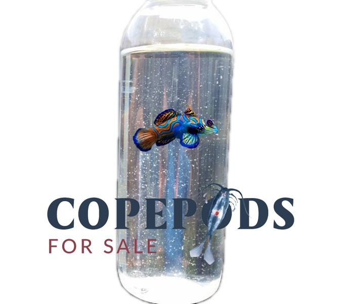 32 oz Copepod Bottles - Tisbe, Trigio, Apo Copepods - With Phyto in ...