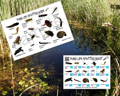 POND DIPPING NATURE SPOTTER SHEET SET | eBay