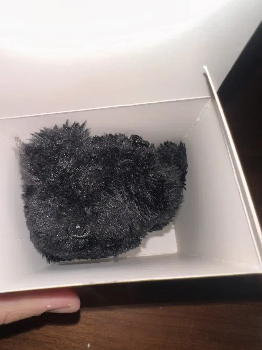 NCITYWISH SAKUYA SECRET PANG BLACK PANG | eBay