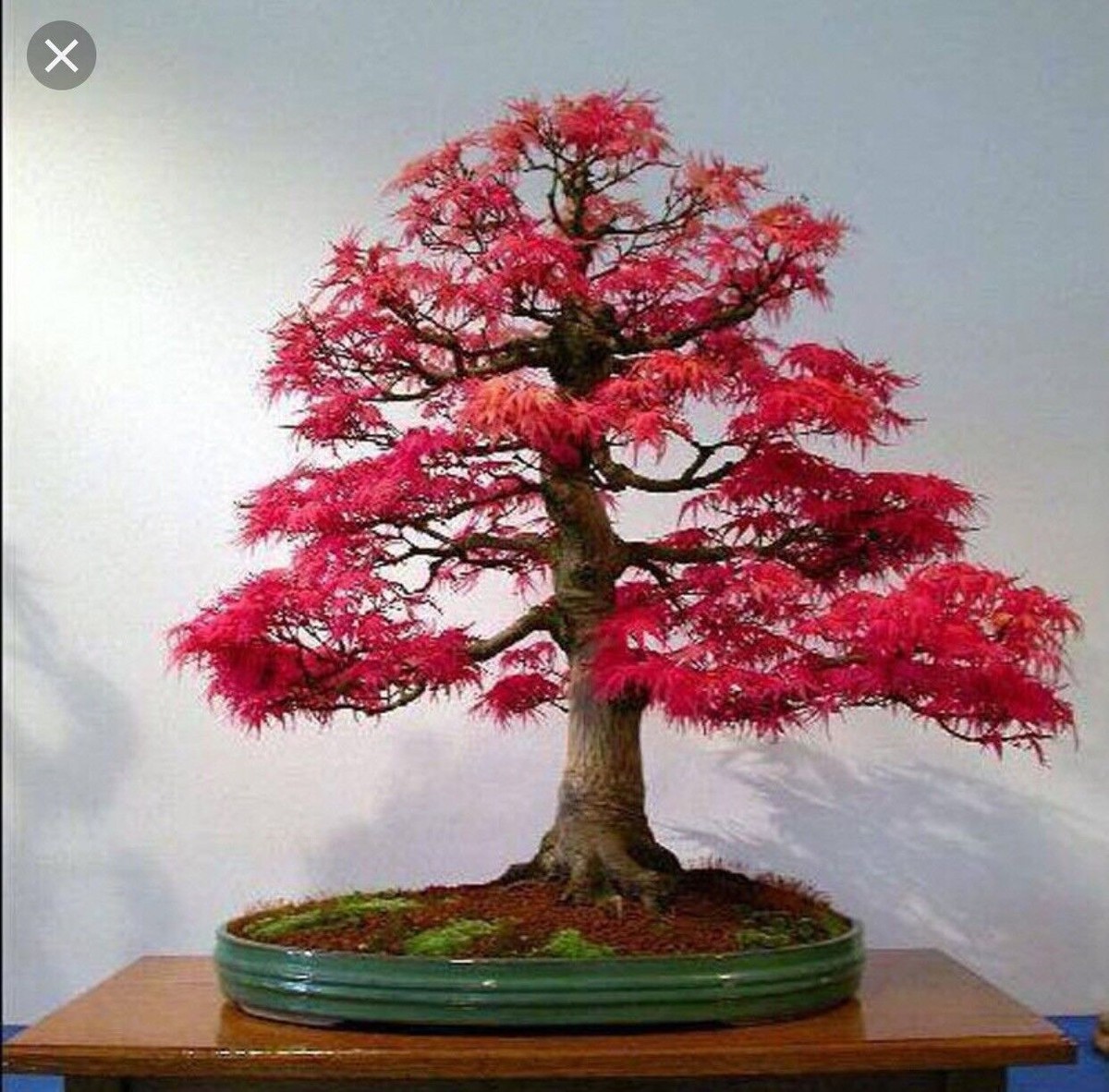 Maple Bonsai Trees For Beginners