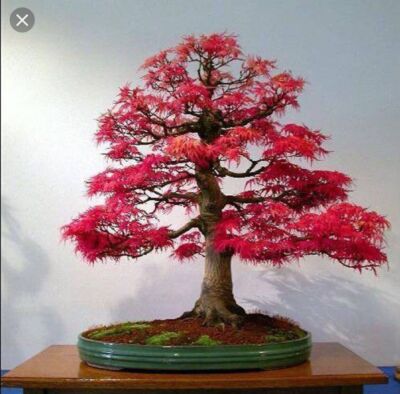 Japanese Red Maple Bonsai Tree Seeds, Rare Home Garden Maple Tree Plant ...