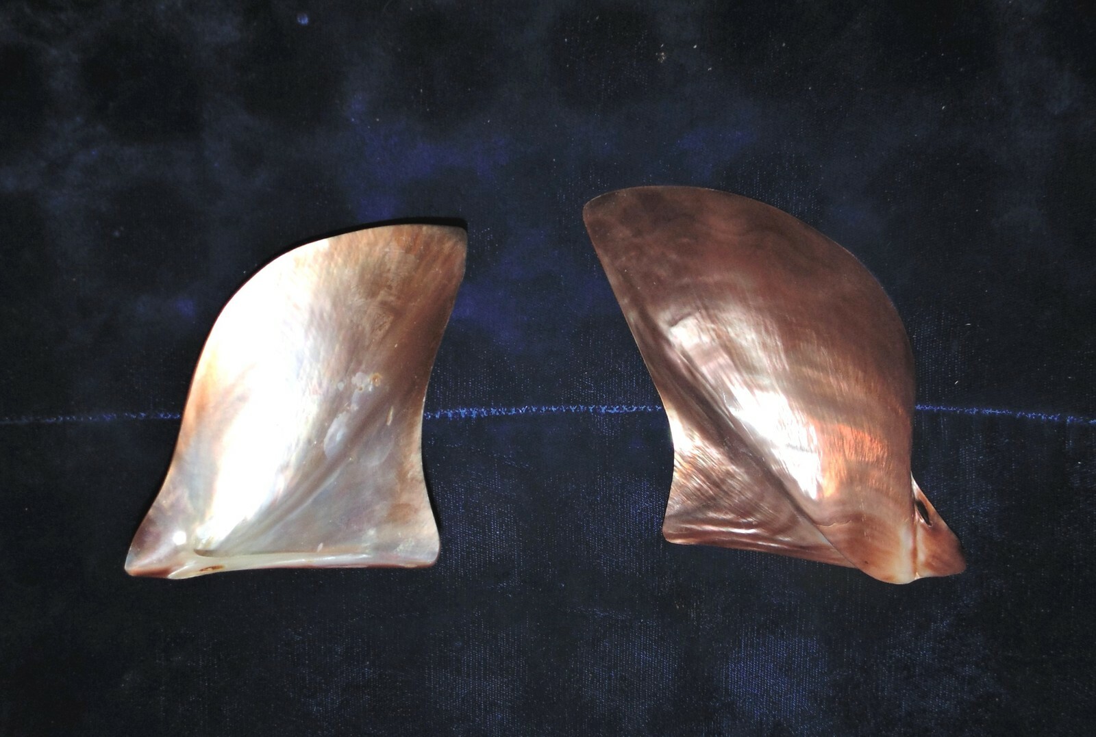 5" POLISHED MOTHER OF PEARL WING OYSTER PTERIA AVICULA SEA SHELLS BEACH ...