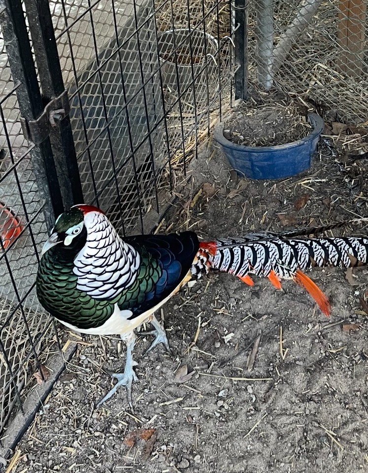Lady Amherst Pheasant Fertile Hatching Eggs "2" | eBay
