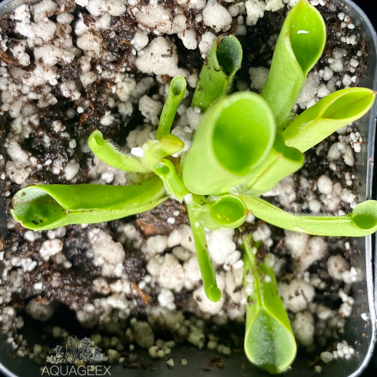 Carnivorous Plants Potting Soil Mix Venus FlyTrap Drosera Pitcher (1 ...