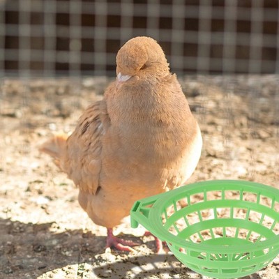 2PCS Sturdy Bird Breeding Nest Basin Practical Meat Pigeon Nest Basin ...