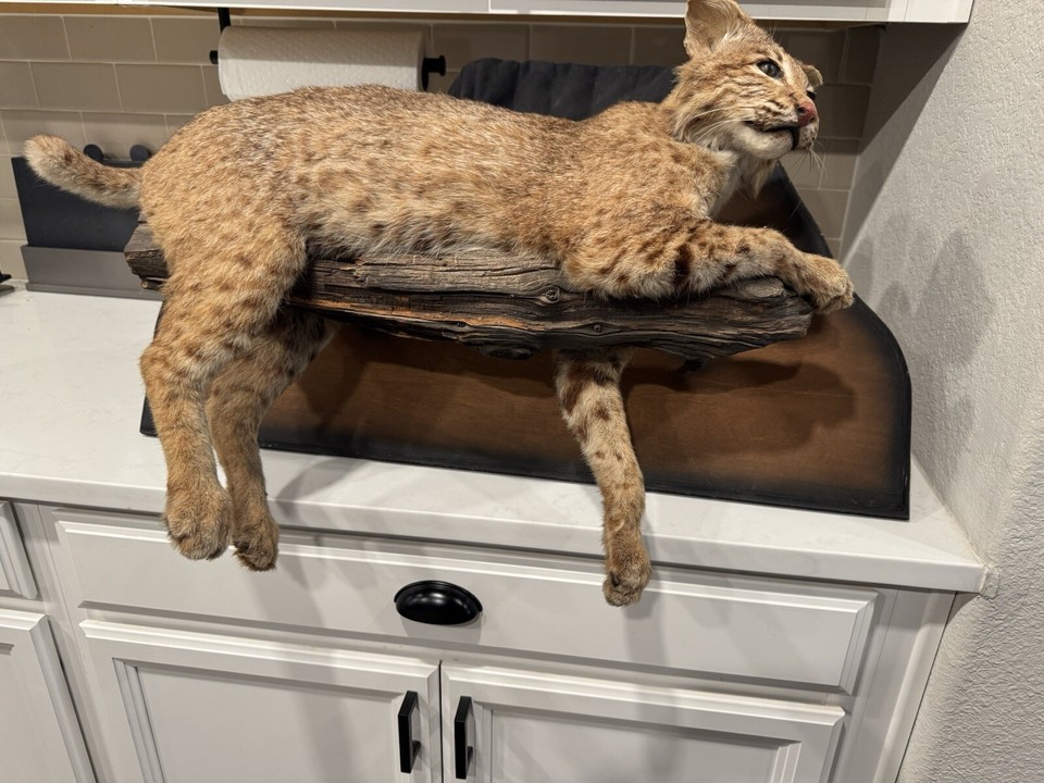 Bobcat Taxidermy Mount - Relaxed Pose On Log Display - Authentic & Lifelike | eBay