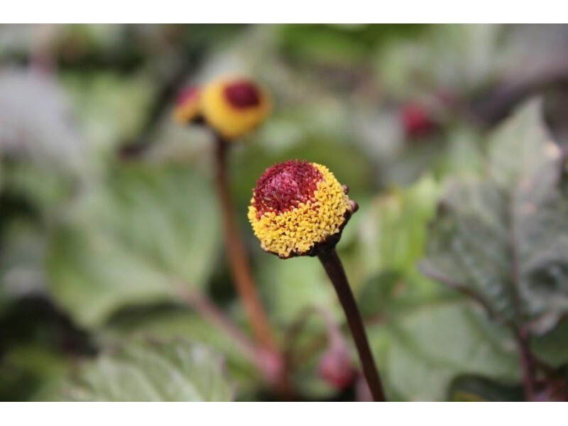 60+ Fresh Buzz Buttons - Szechuan Flowers & Paracress (Acmella oleracea ...