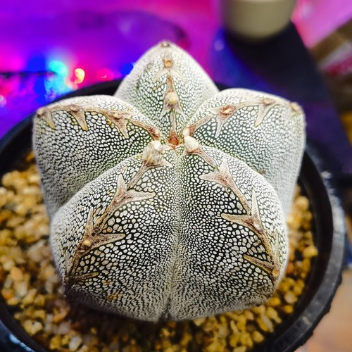 0729---Astrophytum myriostigma/Astrophytum asterias-Aztekium ritteri ...