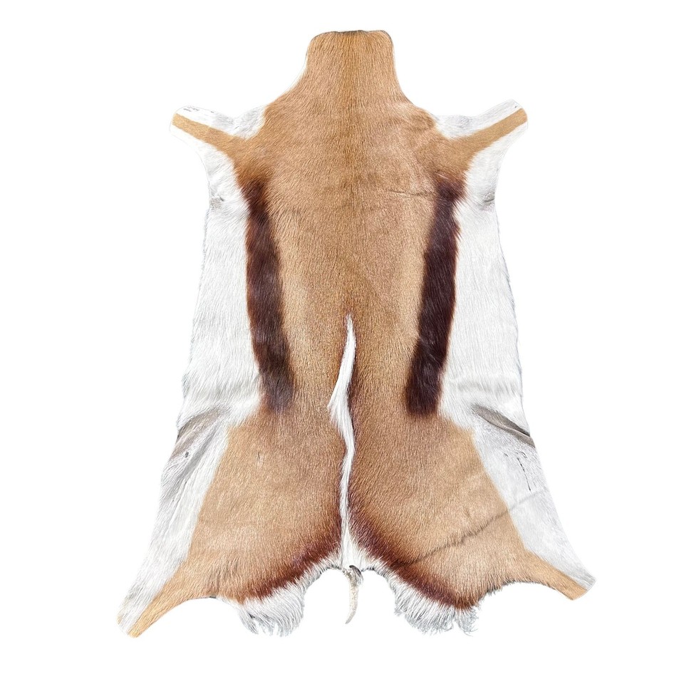 Springbok Skin - Natural Antelope Skin - antelope hide L (Approx Size ...