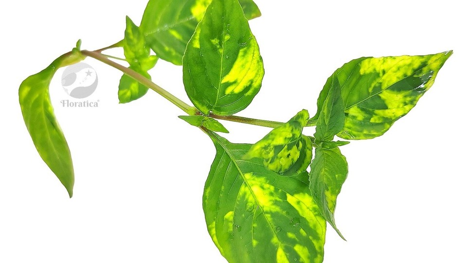 Floratica ¦ Hygrophila C. Variegatus (5x) Live Aquarium Plant Tropical ...