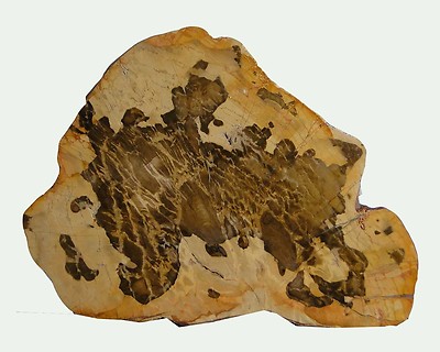 545 GRAMS PENTOXYLON JURASSIC INJUN CREEK FORMATION PETRIFIED WOOD ...