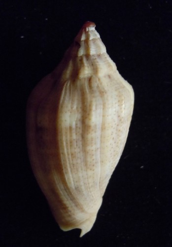 seashell Voluta virescens 34mm F+ | eBay