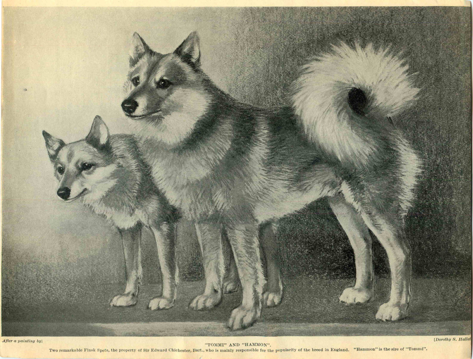 1930 Book Plate Print Finsk Spets Tommi Hammon Retriever Horton Rector ...