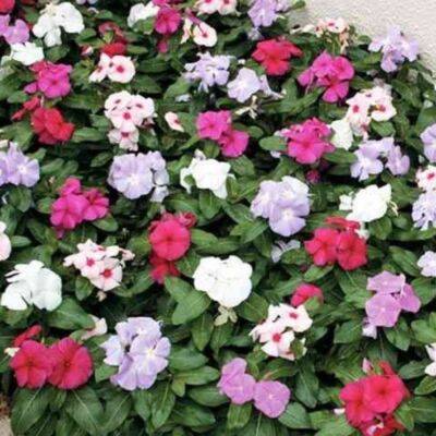 Vinca - Tall Rosea Mixed seeds FLOWER GARDEN cottage EASY GROW border ...