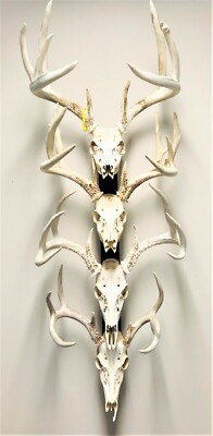 RACK TRACK–European Skull Mounting Kit-32” Kit #3–(4) Deer Skull Hanger ...