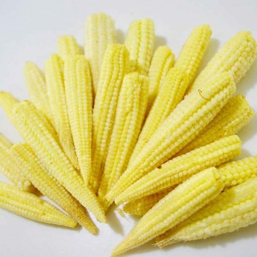 Vegetable - Miniature Sweet Corn Sweetcorn Minipop F1 - 30 Premium ...