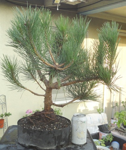 Japanese Black Pine Pre Bonsai Dwarf Kifu Fat Trunk Nice Nebari Pinus ...