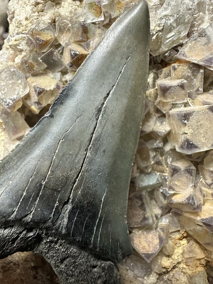 2.7” CARCHARODON MAKO TOOTH HASTALIS MEGALODON ERA South Carolina WHITE ...