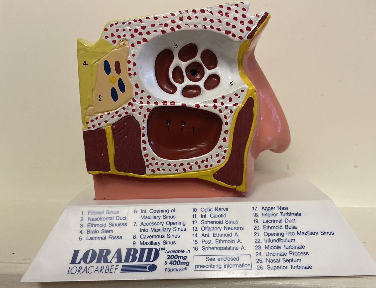 Sinuses Model SISTR: Sinus And Inferior Alveolar Nerve Segmentation