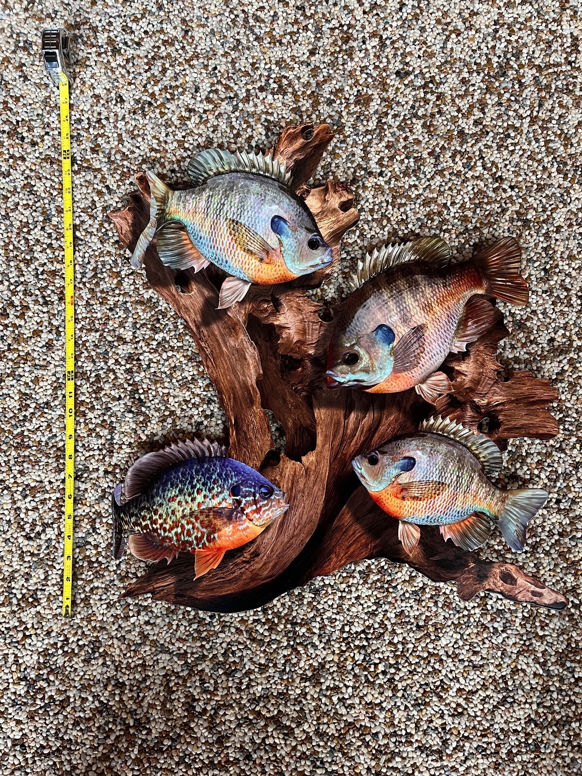 Bluegill Replica Driftwood Scene, Rustic Decor, Lodge Decor, Bluegill ...