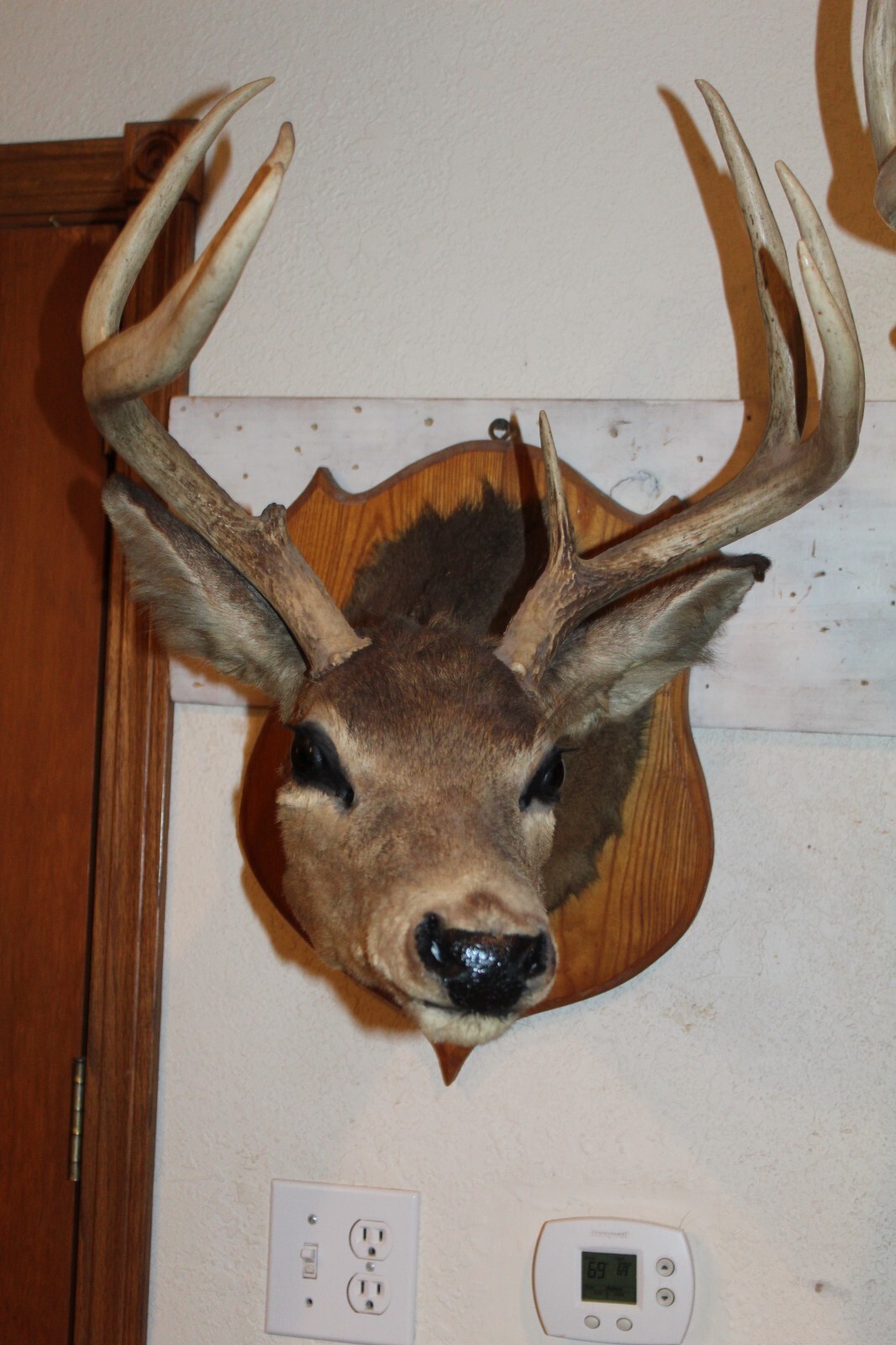 Vtg Pair Whitetail Deer Heads Shoulder Mounts Taxidermy Antler Hunt ...