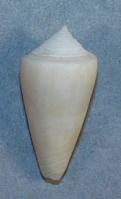 CONUS FLAVESCENS 18.97mm BEAUTIFUL YELLOW SPECIMEN Pickle's Reef ...