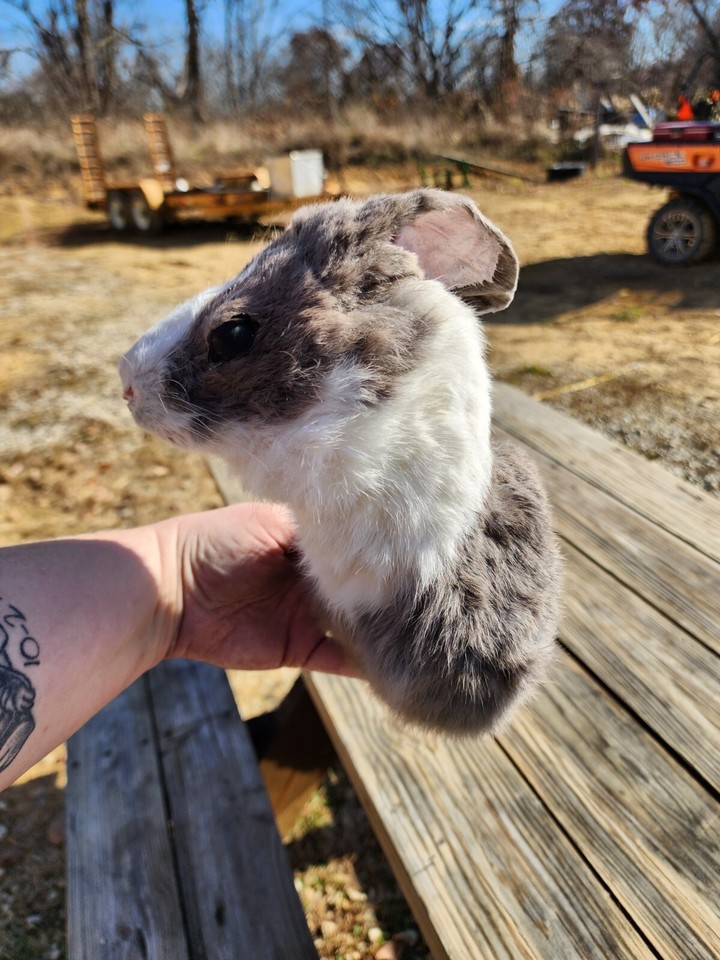 Shoulder Mount Rabbit bunny taxidermy racoon snake hunting mount ...