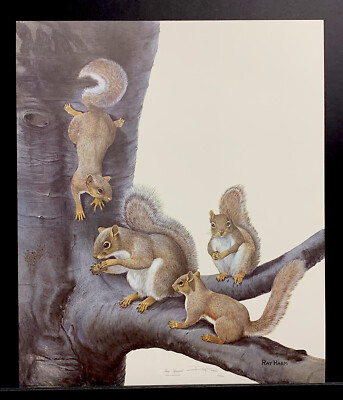 Ray Harm Limited Edition Hand Signed Print "Gray Squirrel” | eBay Australia