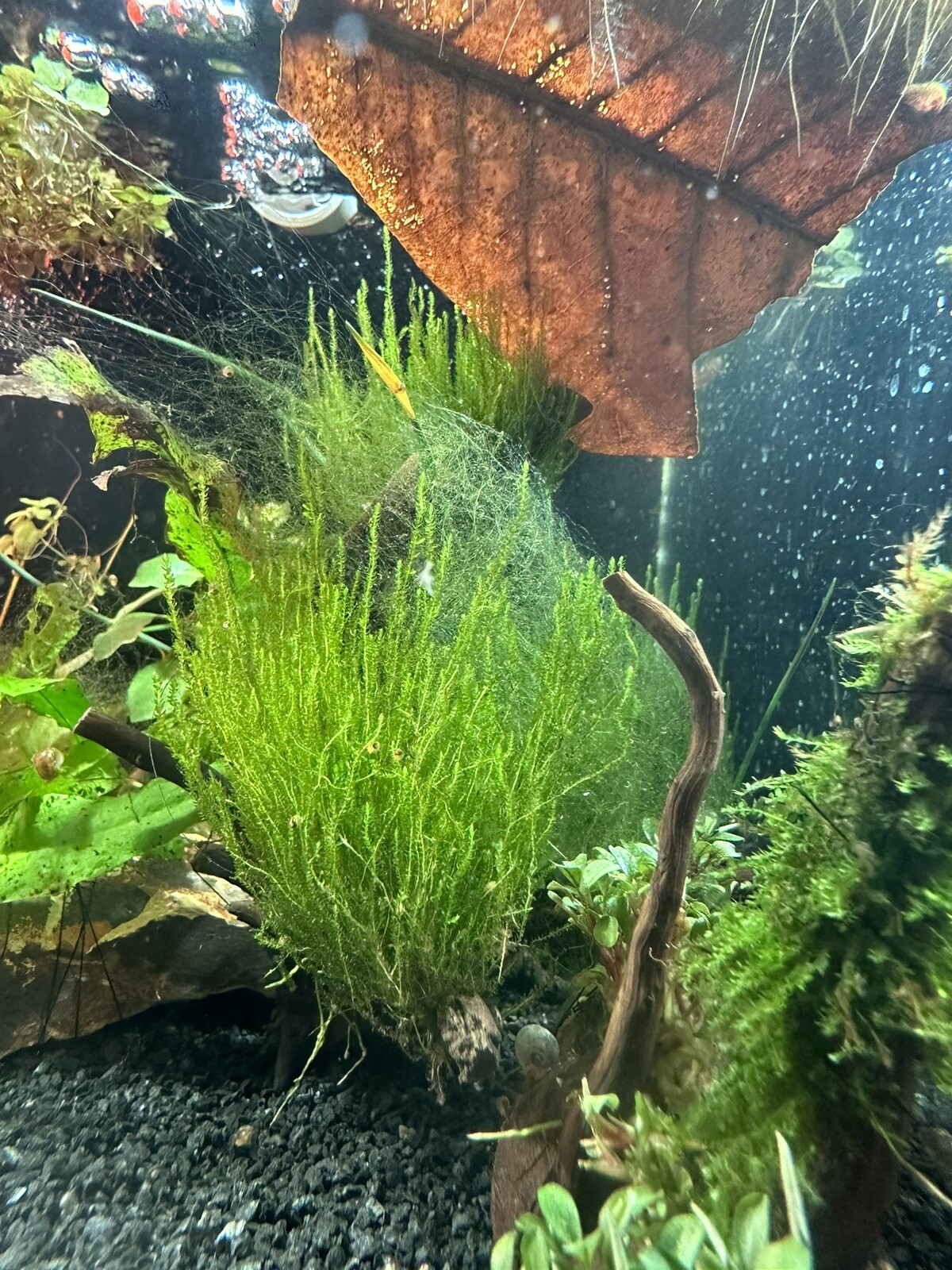 *INSTANT AQUARIUM CYCLE* Bacteria Starter With Live Microfauna + Plants ...