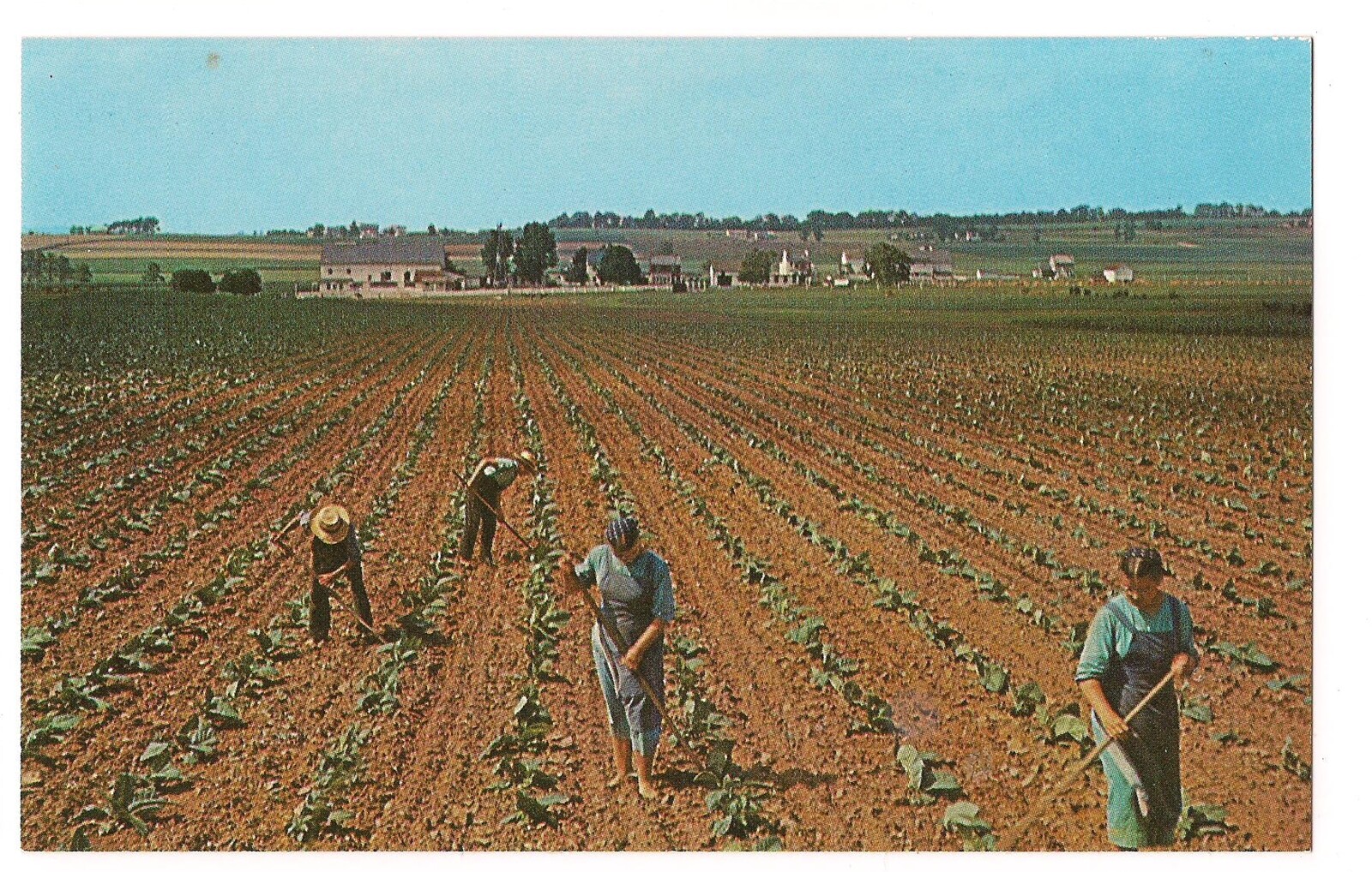 AMISH YOUTHS Hoe TOBACCO Plants Farms Farmland Working the Fields ...